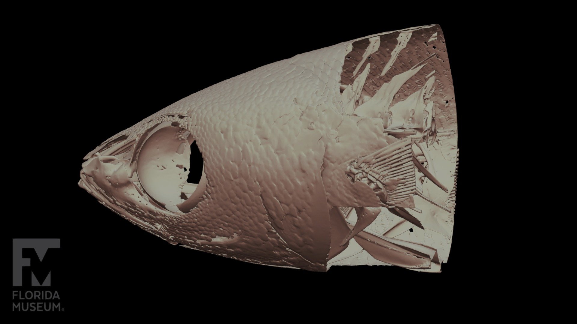 Bonnetmouth - Marine Fish - 3D model by FloridaMuseum [447a5d5] - Sketchfab