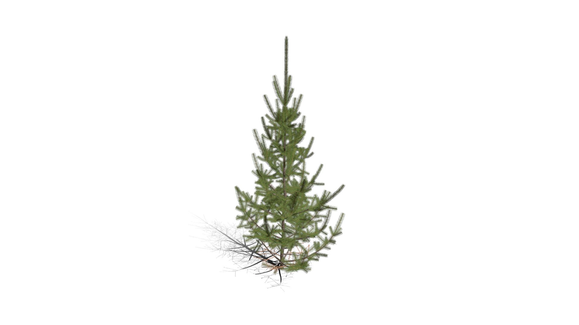 Realistic HD Norway spruce (16/43) - Buy Royalty Free 3D model by ...