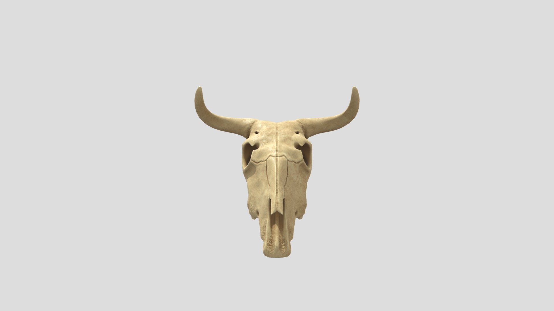Bull Skull 2 - 3D model by SHiVTEJ [448da71] - Sketchfab