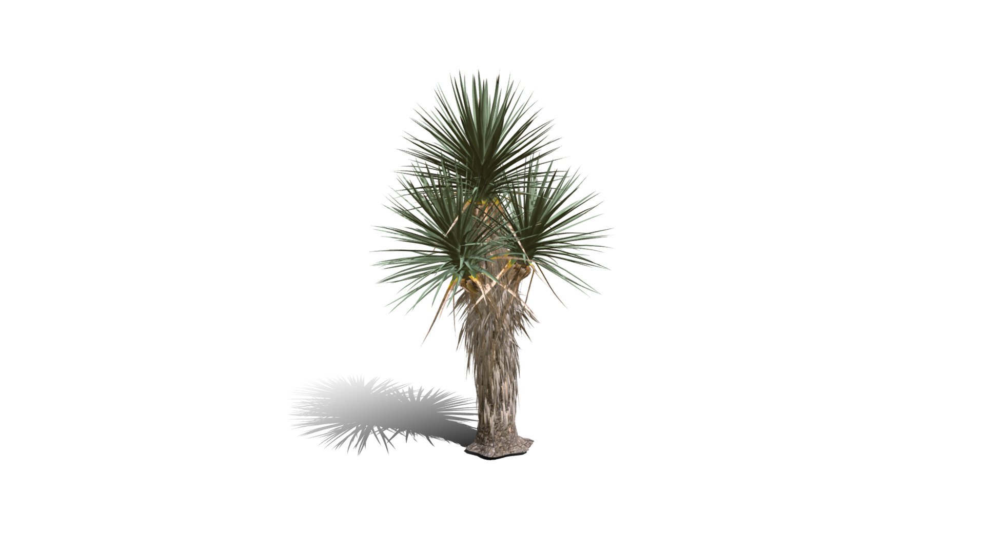 Realistic HD Joshua tree (27/30) - Download Free 3D model by ...