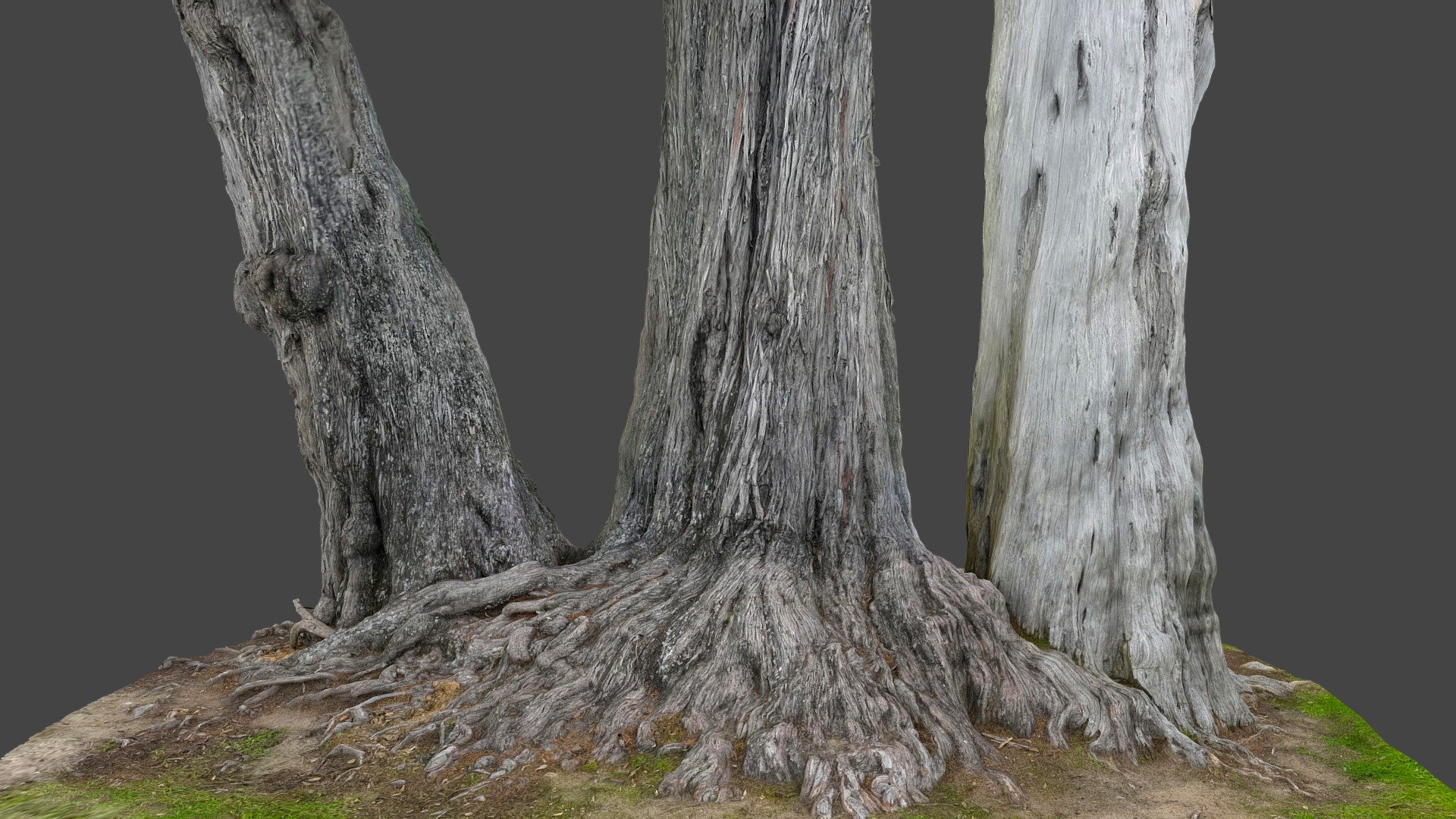 Old tree with three trunks - Download Free 3D model by b_nealie ...