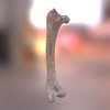 Domestic Turkey Femur, Left (VCU_3D_958) - Download Free 3D model by ...