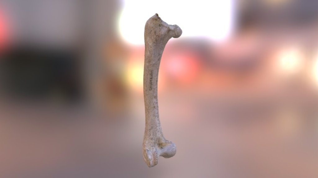 Domestic Turkey Femur, Left (VCU_3D_958) - Download Free 3D model by ...
