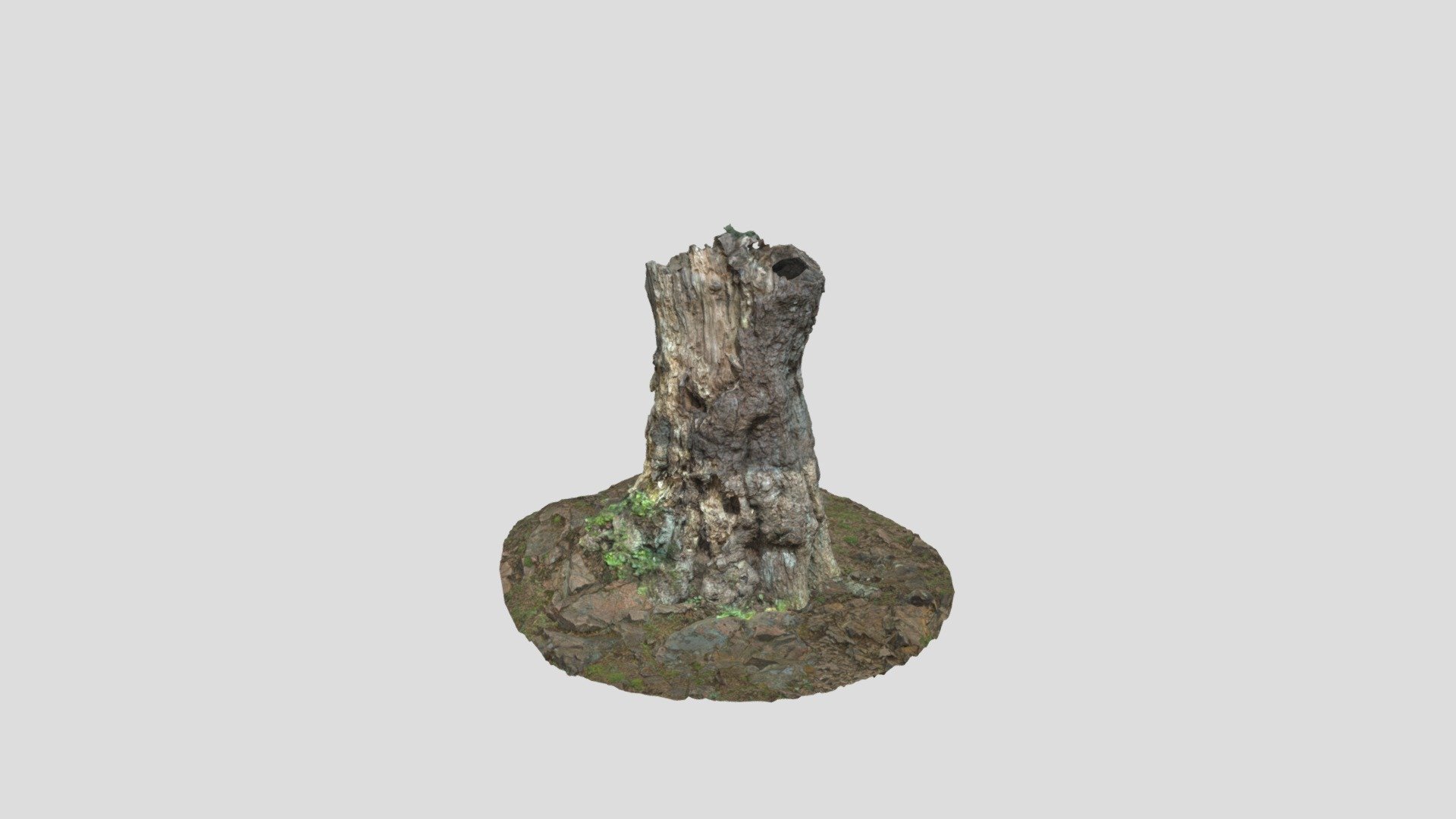 3D scanning tree - 3D model by Rasmus Granath (@rasmusgranath) [449ef5e ...
