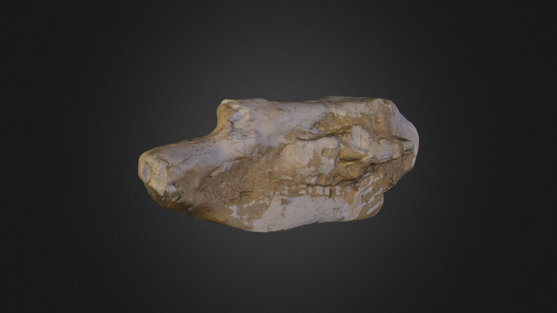 ZEBRA SKULL FOSSIL - 3D model by 3D Fossils (@conqueror78) [44a5284 ...