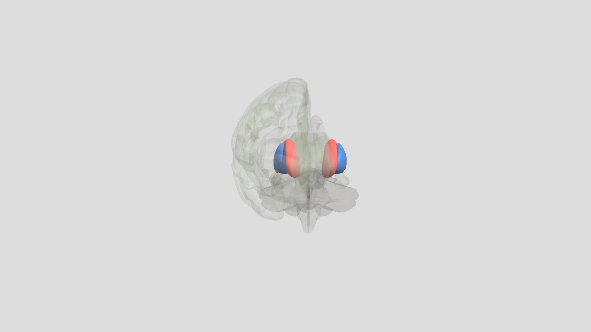 07 Basal ganglia - 3D model by medimedi.xr [44b3eaa] - Sketchfab