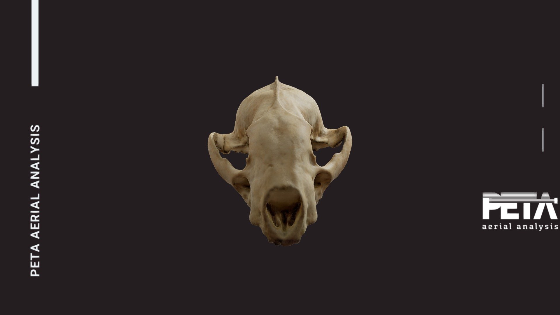 European Badger Skull - Buy Royalty Free 3D model by Alper BASIRAN ...