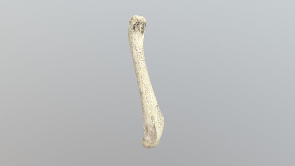 Turkey Humerus, Right (VCU_3D_989) - Download Free 3D model by Virtual ...