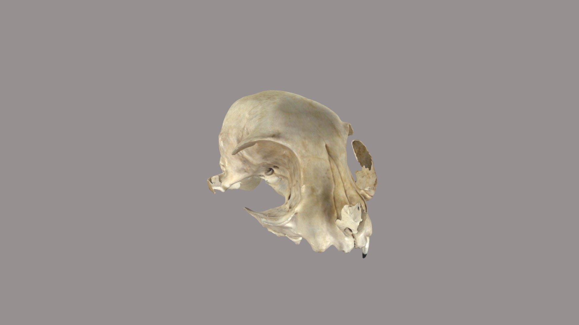 Cat (felis catus) Cranium - 3D model by Tyra Wingard (@TyraWingard ...