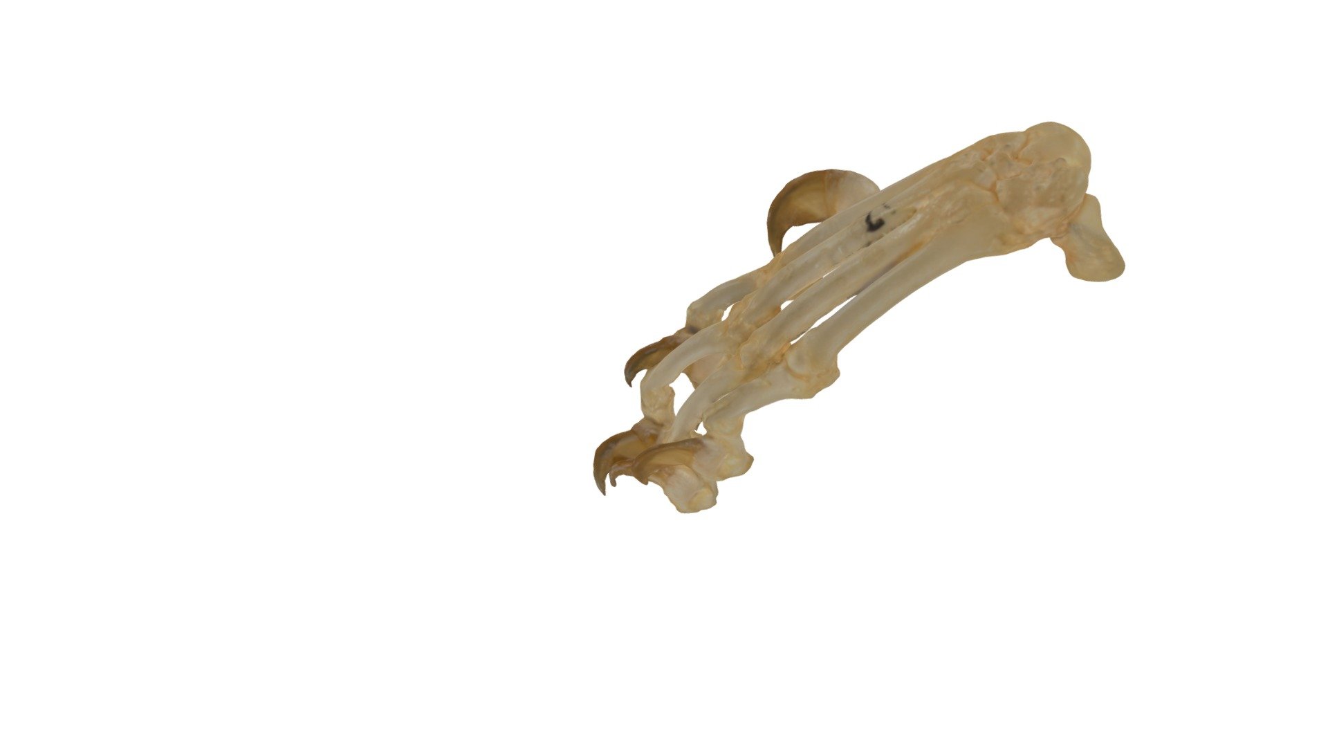 Manus - Download Free 3D model by jdb56 [44c6691] - Sketchfab