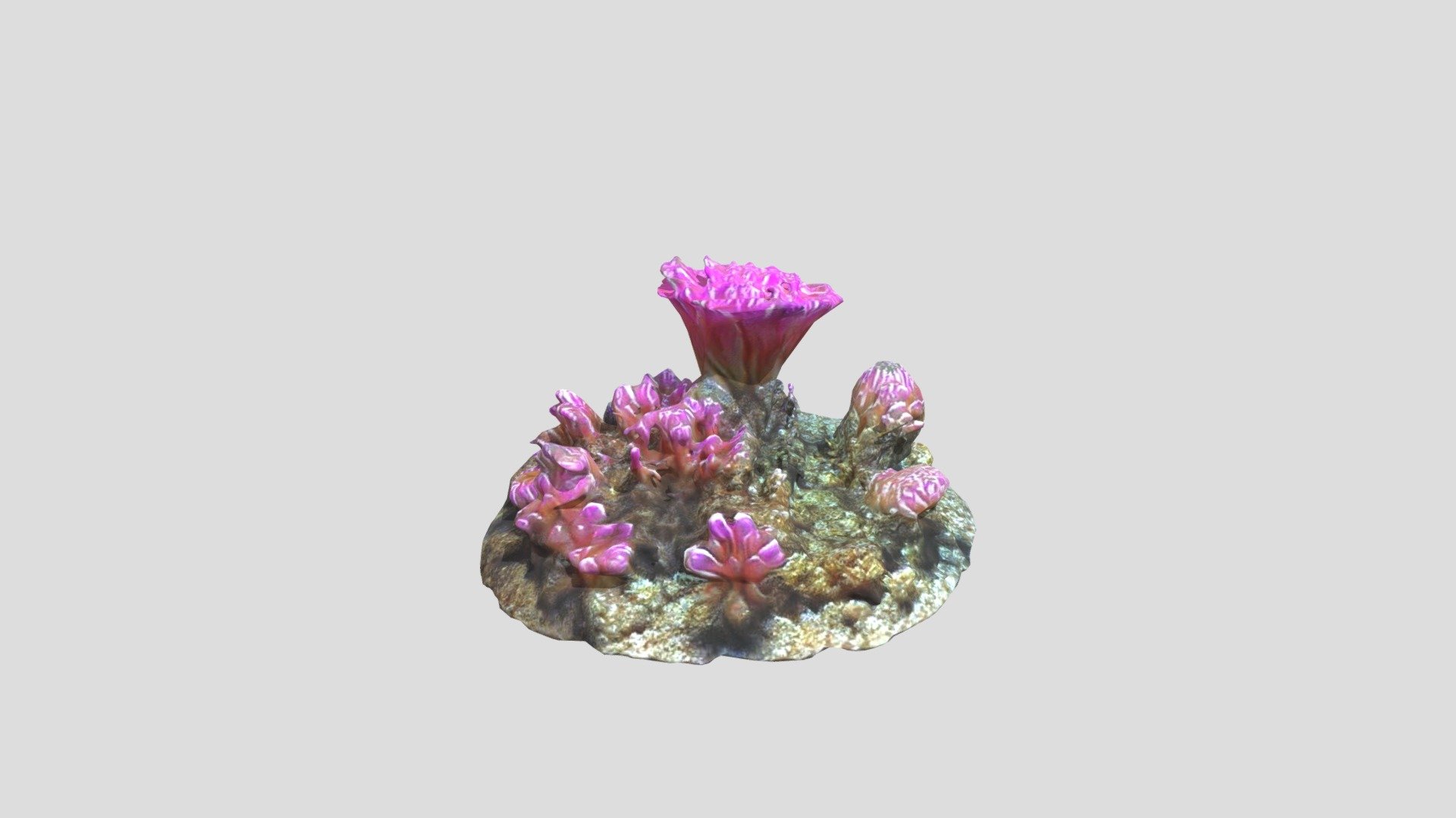 Pink Sea Anemone L - Download Free 3D model by stefanorivera [44c7357 ...