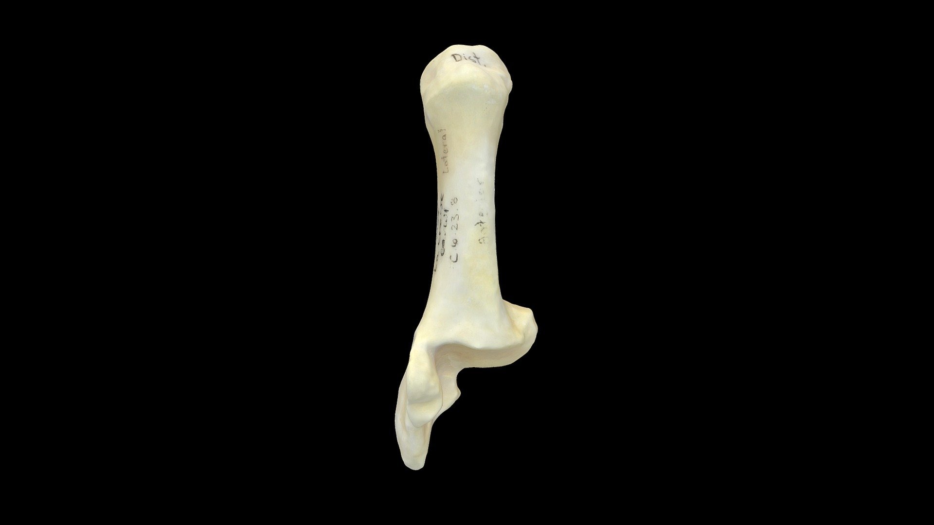 Deer (Odocoileus virginianus), Right Calcaneus - 3D model by UWLzooarch ...