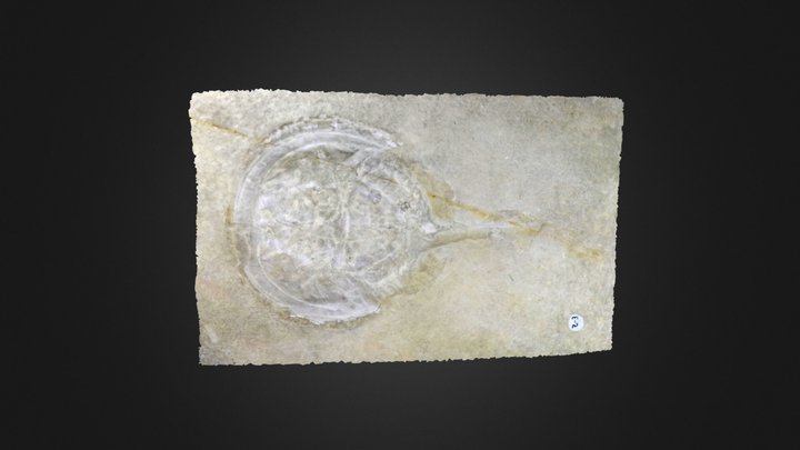 Horseshoecrab 3D models - Sketchfab