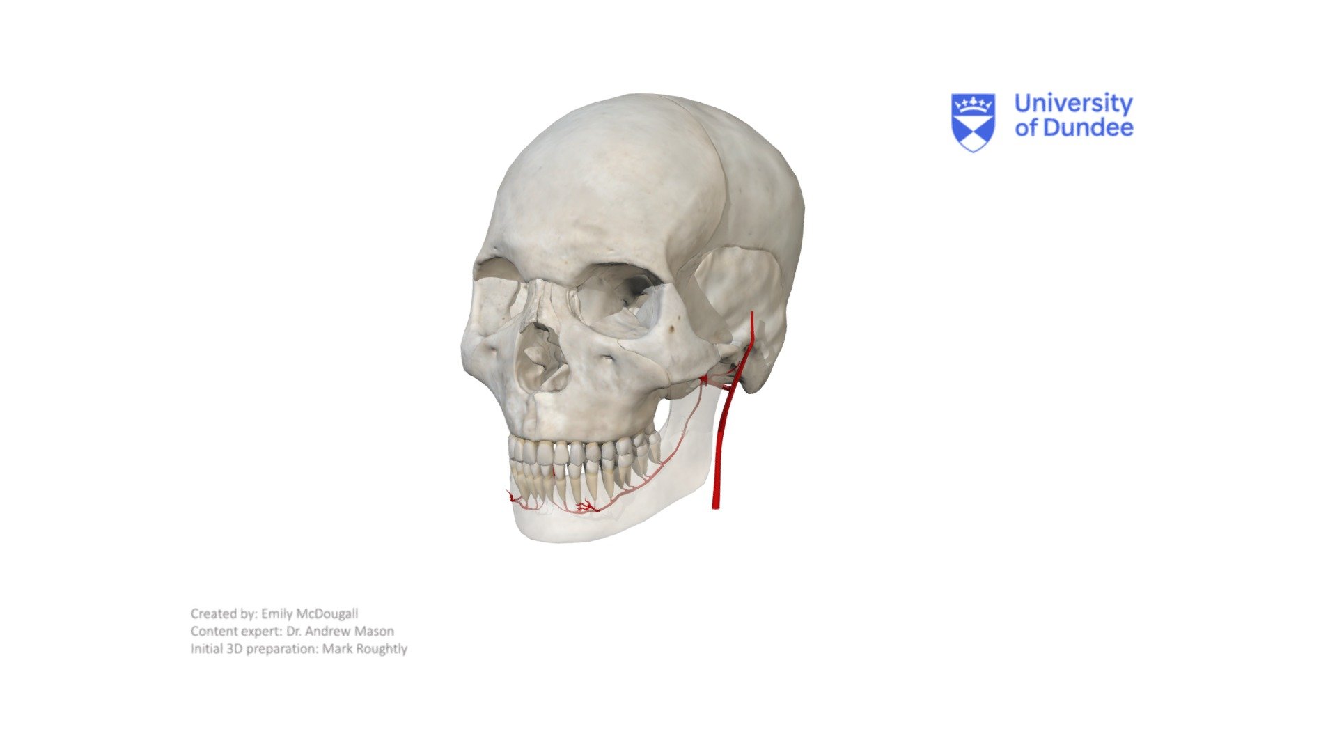 Blood Supply to the temporomandibular joint - 3D model by University of ...