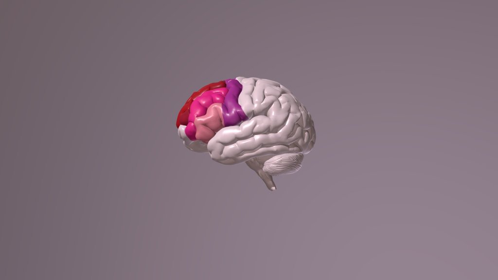 brain - A 3D model collection by kvitkaz2 - Sketchfab