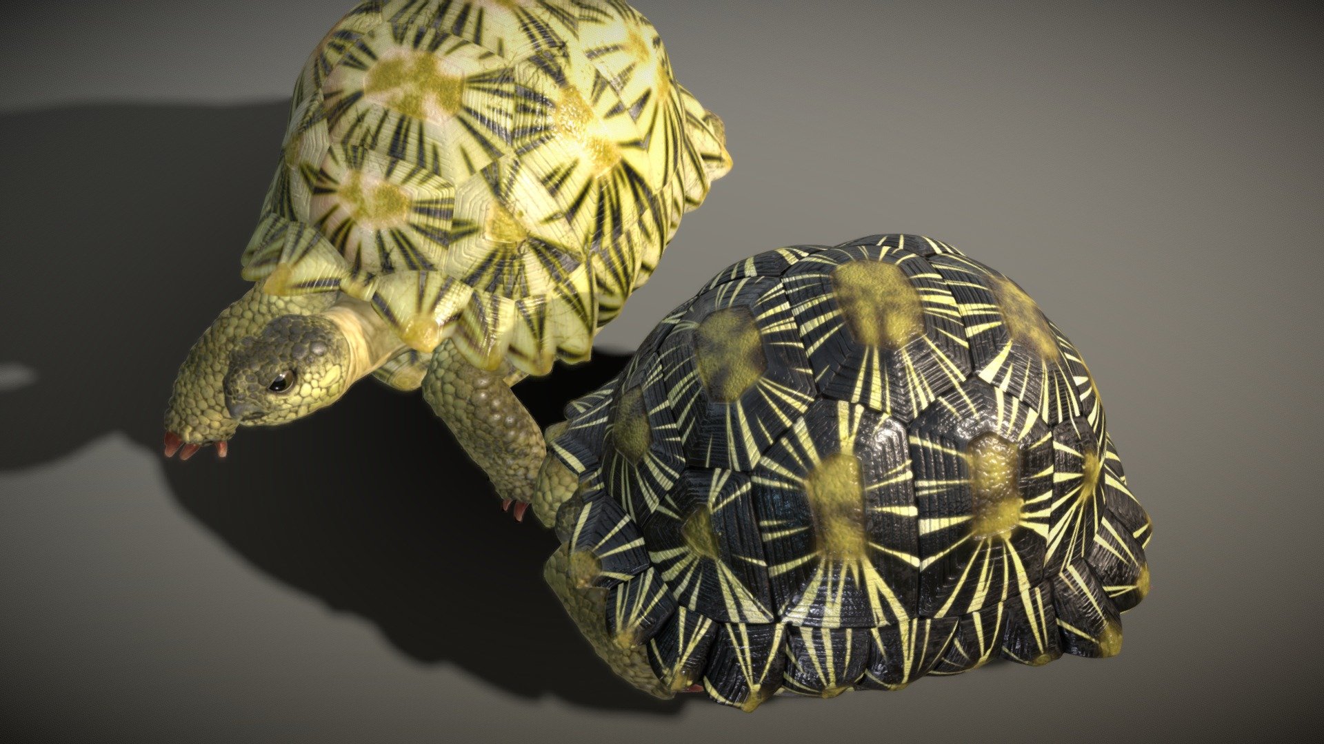 Radiated Tortoise - 3D model by Nestaeric [44d6506] - Sketchfab