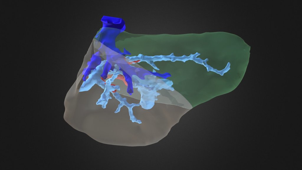 Segment 2 Graft 02 - Lateral Segment Anatomy - 3D model by chloroplast ...