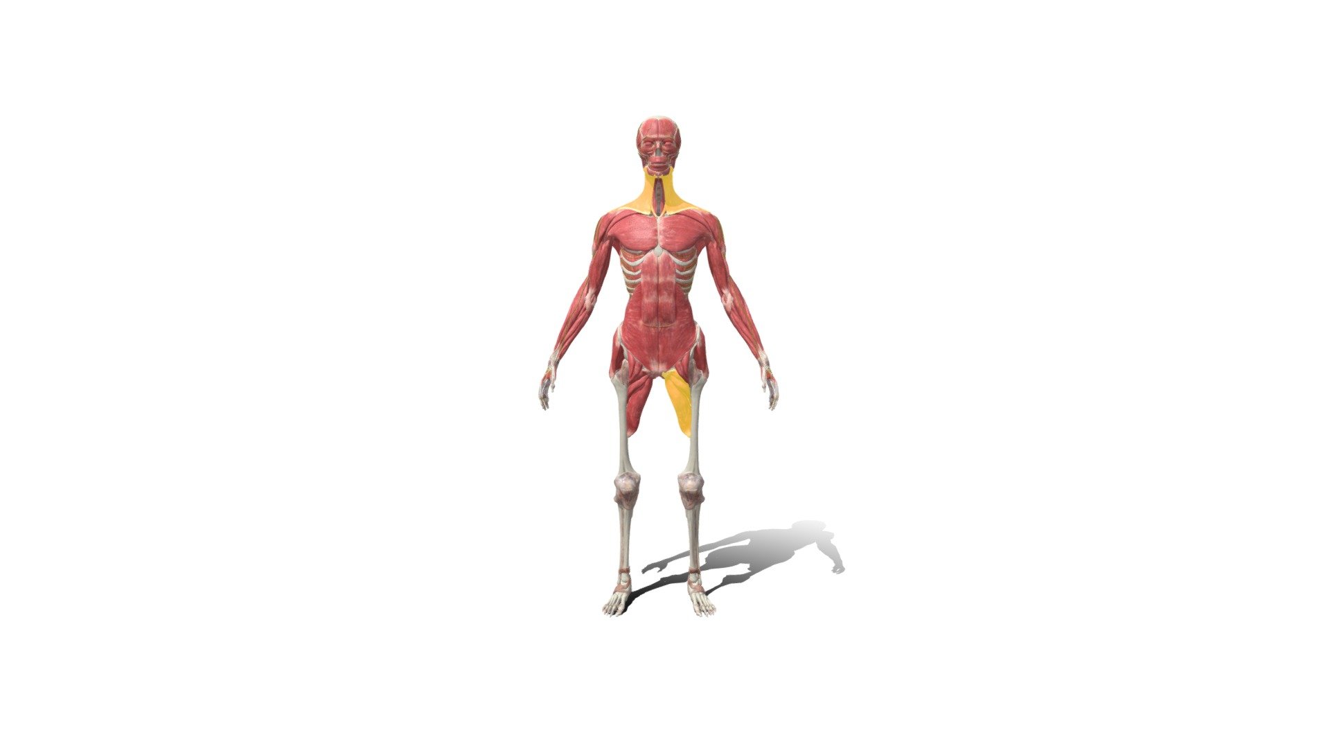 sketchfab_2c - 3D model by McGavish [44db01f] - Sketchfab
