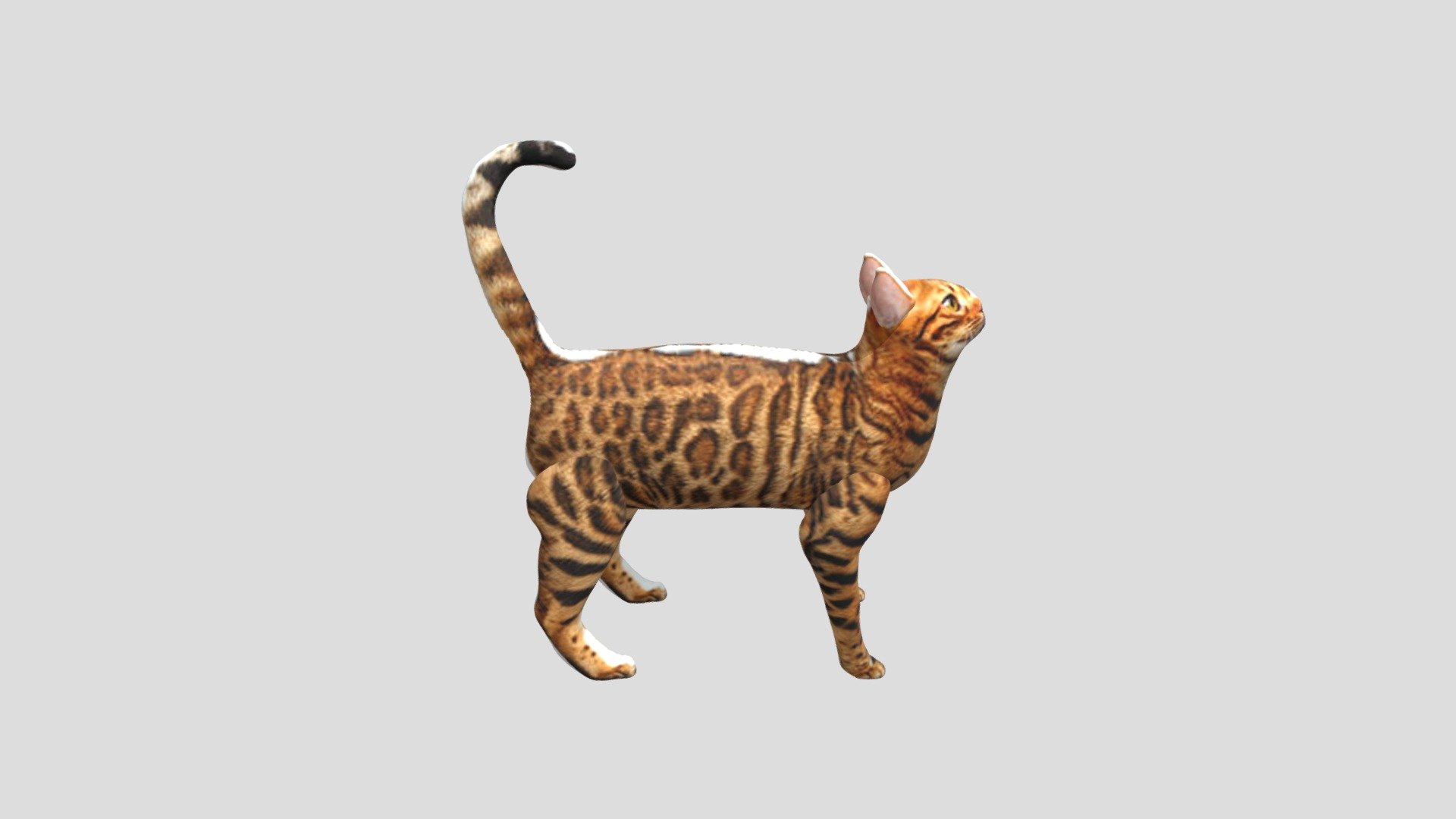 Cat Basic - Download Free 3D model by AndB [44ddf3e] - Sketchfab