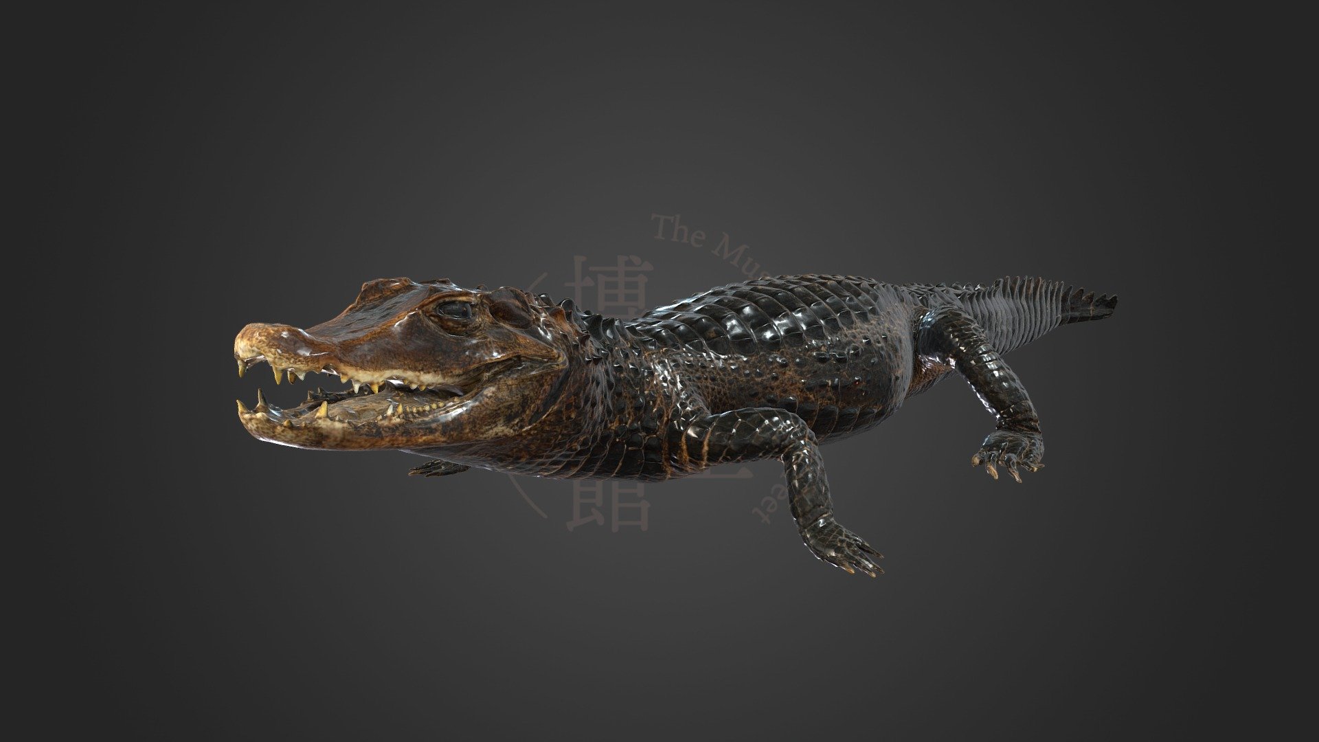 NSMT-H13962 コビトカイマン Cuvier's dwarf caiman - 3D model by Kent MORI ...