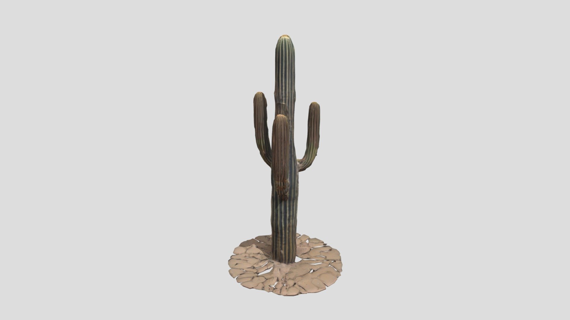 Dead Cactus - Download Free 3D model by rinaskylark [44e3653] - Sketchfab
