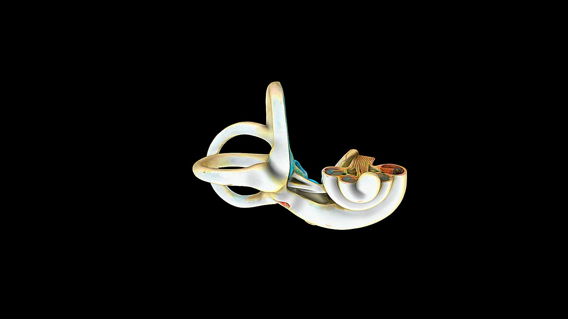 Cohlea vestibule semicircular canals open - 3D model by tkanan [44e48b5 ...