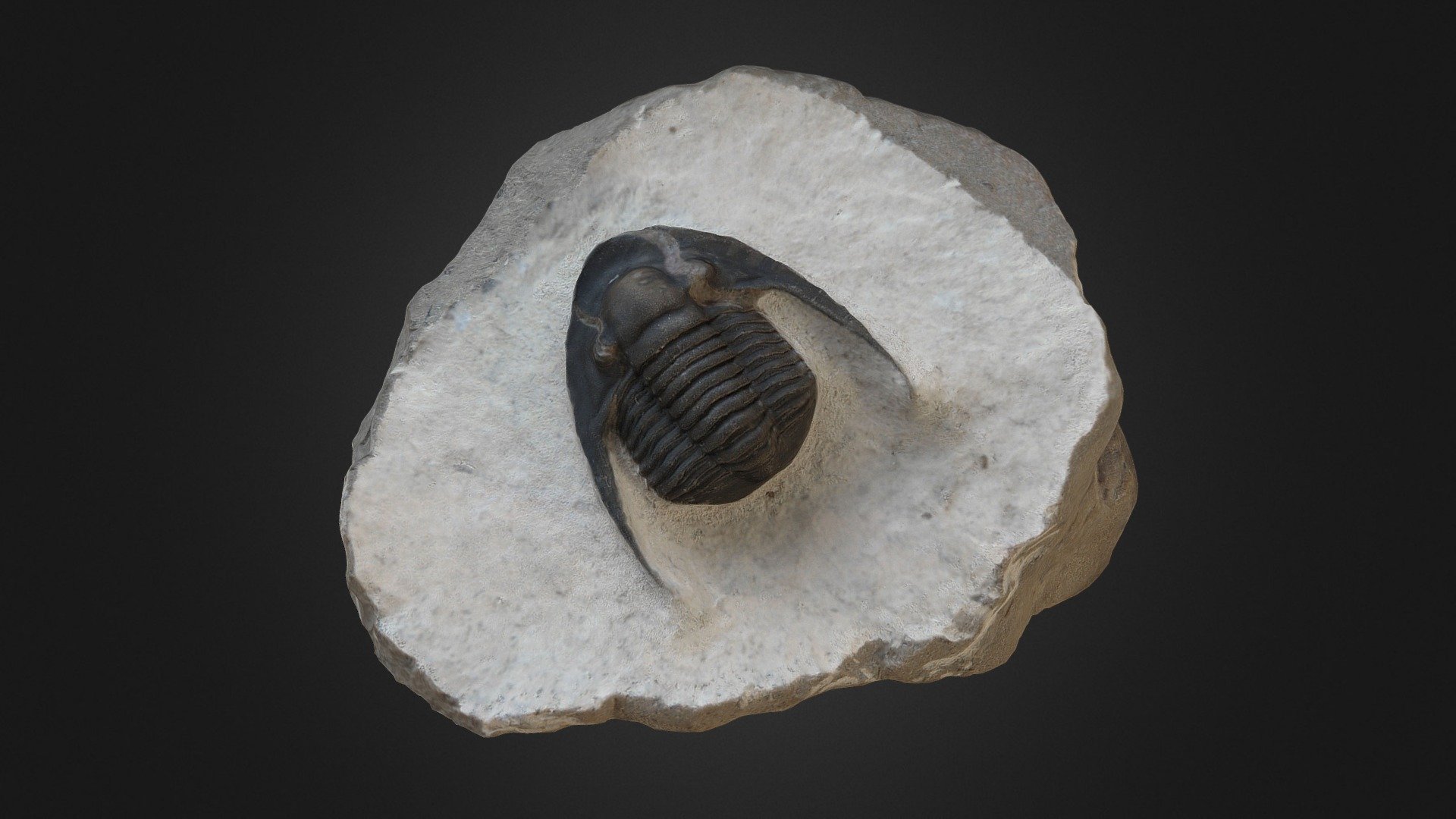Trilobite - Fossil - 3D model by García Ávila, M. (@garcia.avila ...