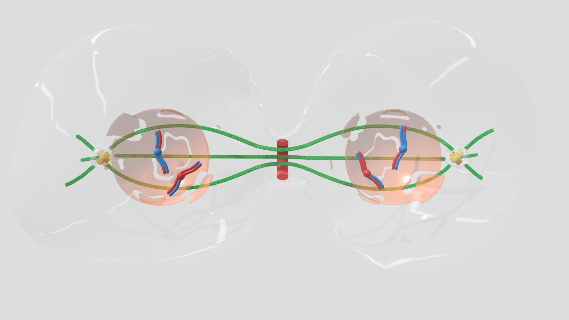 Cell Division 19 - Meiosis I Cytokinesis - 3D model by Júlio Panzera ...