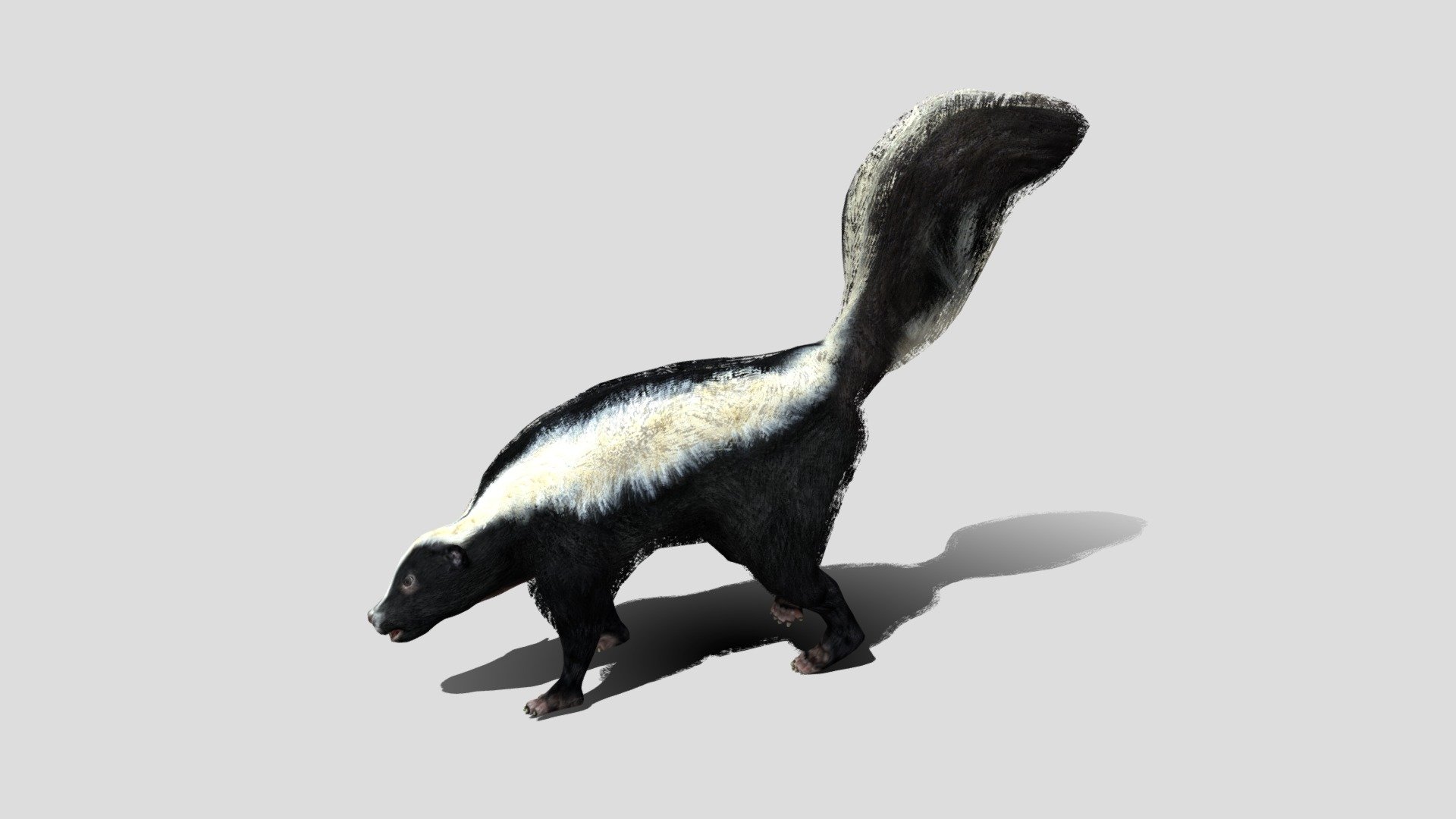 Skunk - 3D model by Nakler'sWork (@Nakler) [44fa377] - Sketchfab