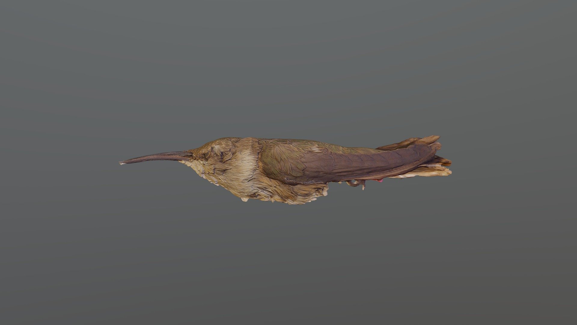 Sapphire-throated Hummingbird - C. coeruleogu... - Download Free 3D ...