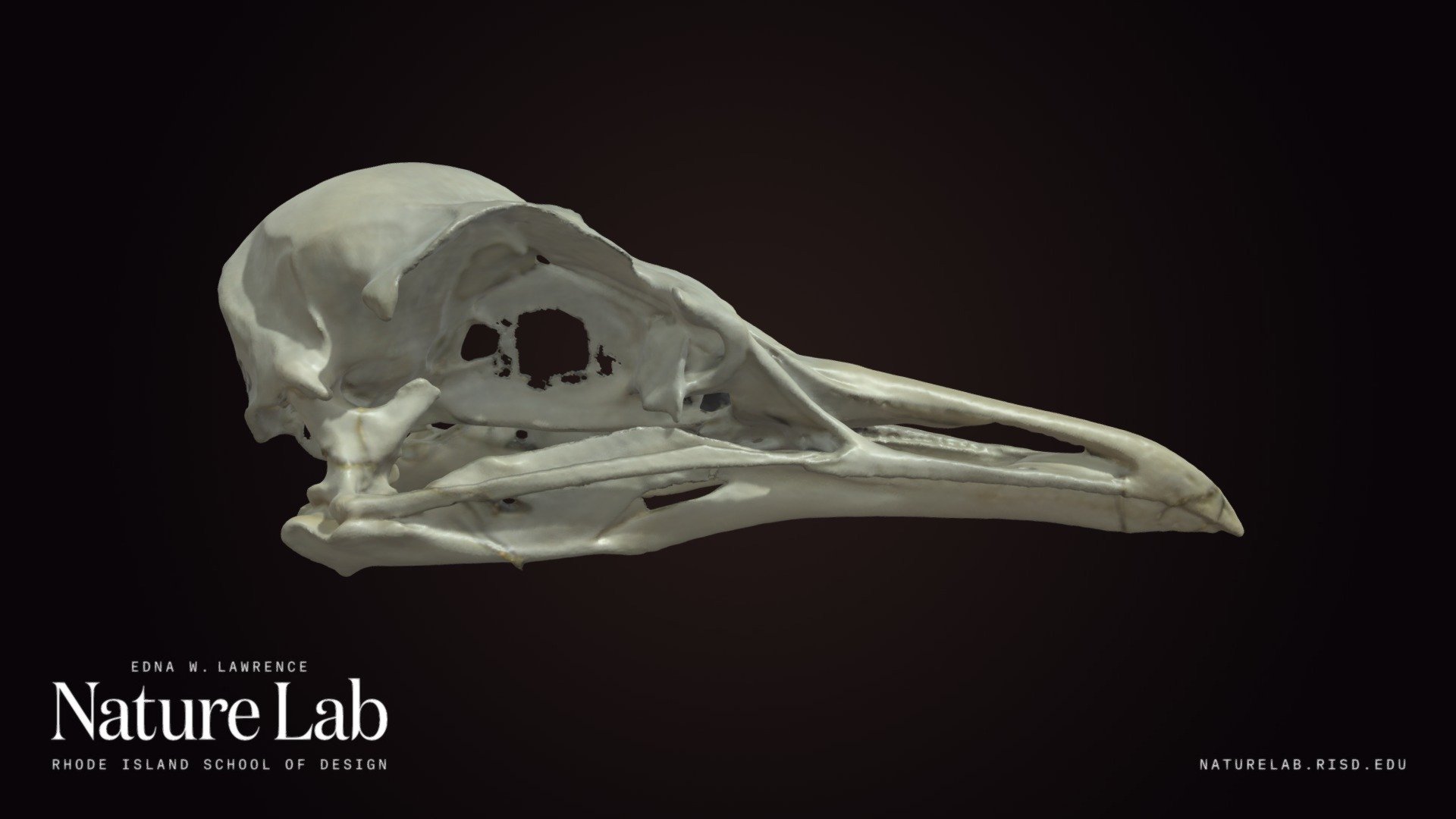 Bird Skull - Download Free 3D model by RISD Nature Lab (@RISDNaturelab ...