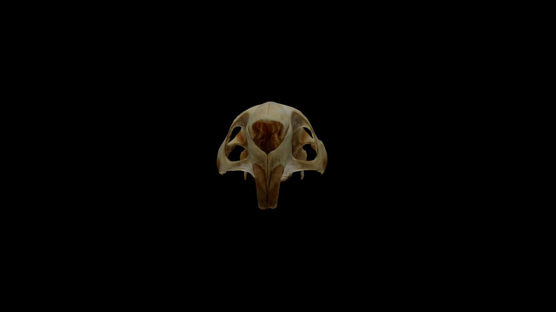 Hutia Skull (Capromis pilorides) - 3D model by Alejandro José Gómez ...