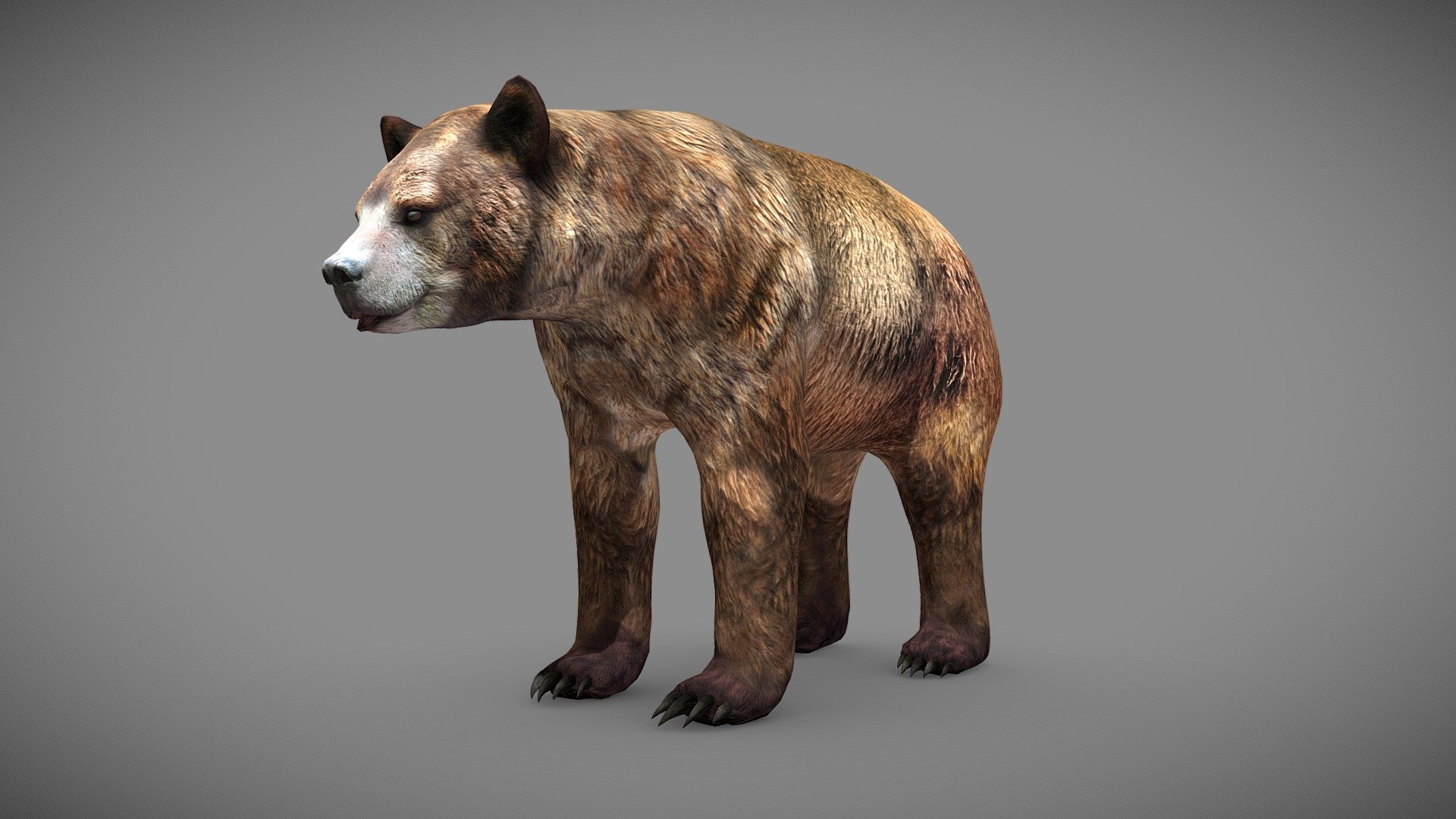 Arctodus simus - Rigged - Buy Royalty Free 3D model by Iofry [4512bb7 ...