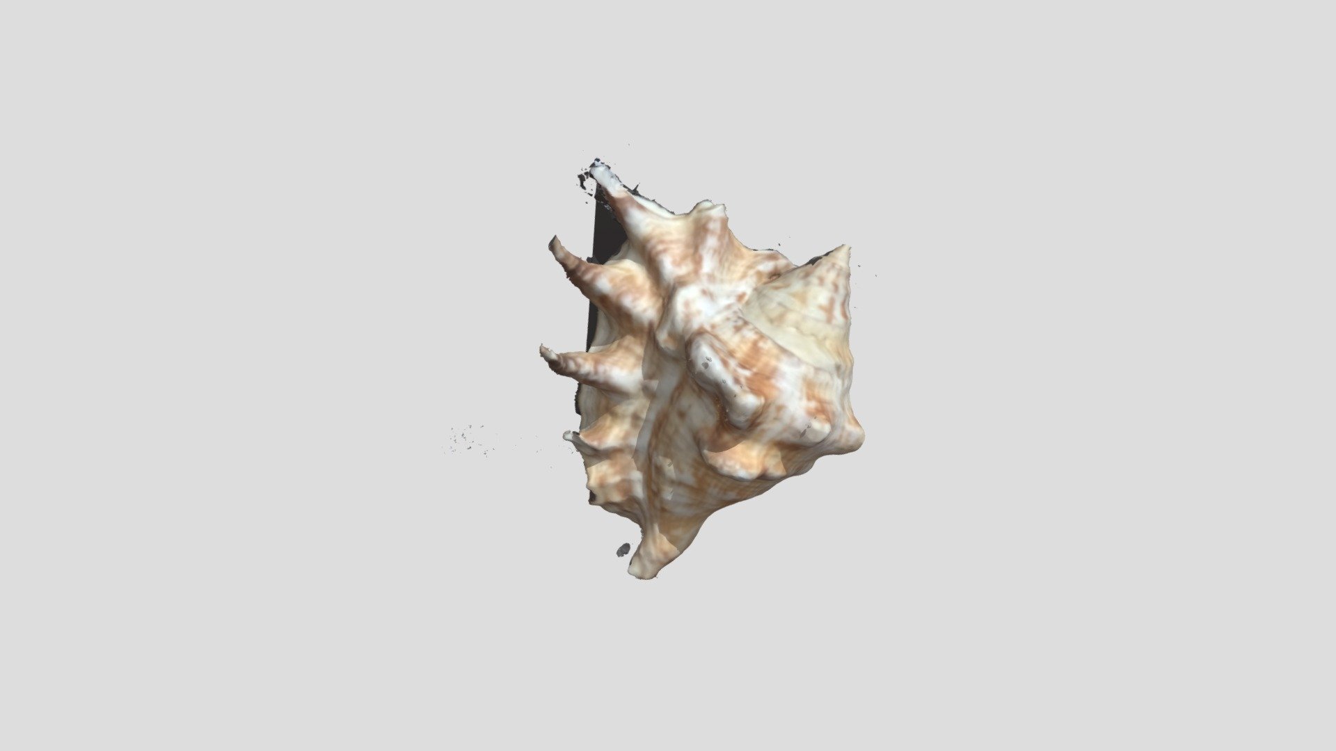 Conch Shell Model - 3D model by Anishvarkuru [4513d4e] - Sketchfab