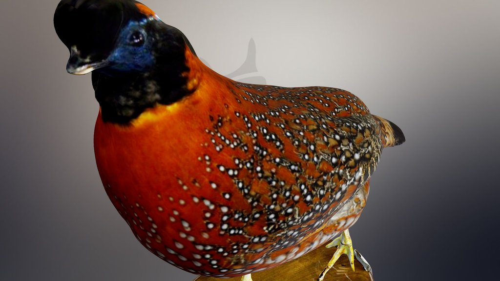 Птицы | Ornithological collection - A 3D model collection by ...