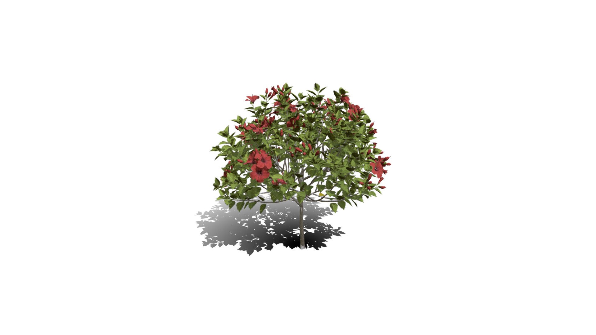 Realistic HD Chinese hibiscus (7/20) - Download Free 3D model by ...
