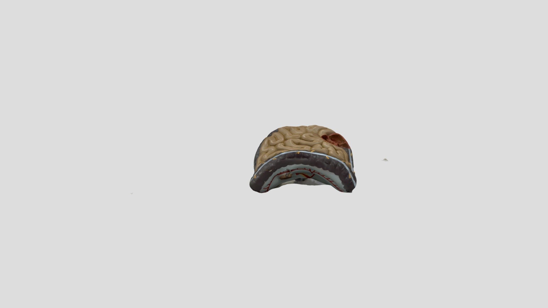 Small and large intestine model - Download Free 3D model by Indiemoon ...