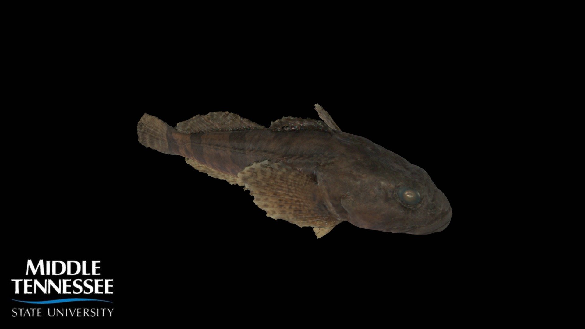 Banded Sculpin - Cottus Carolinae - Download Free 3D model by ...