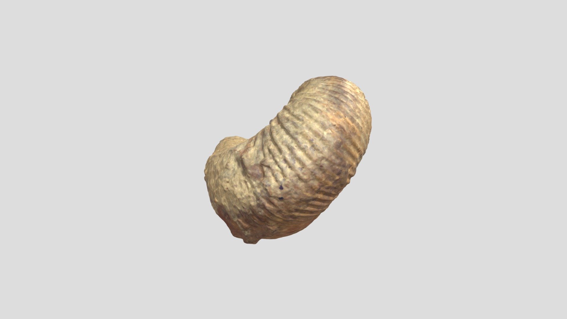 Ammonite185612 - Download Free 3D model by GEUS Geology (@GEUS ...