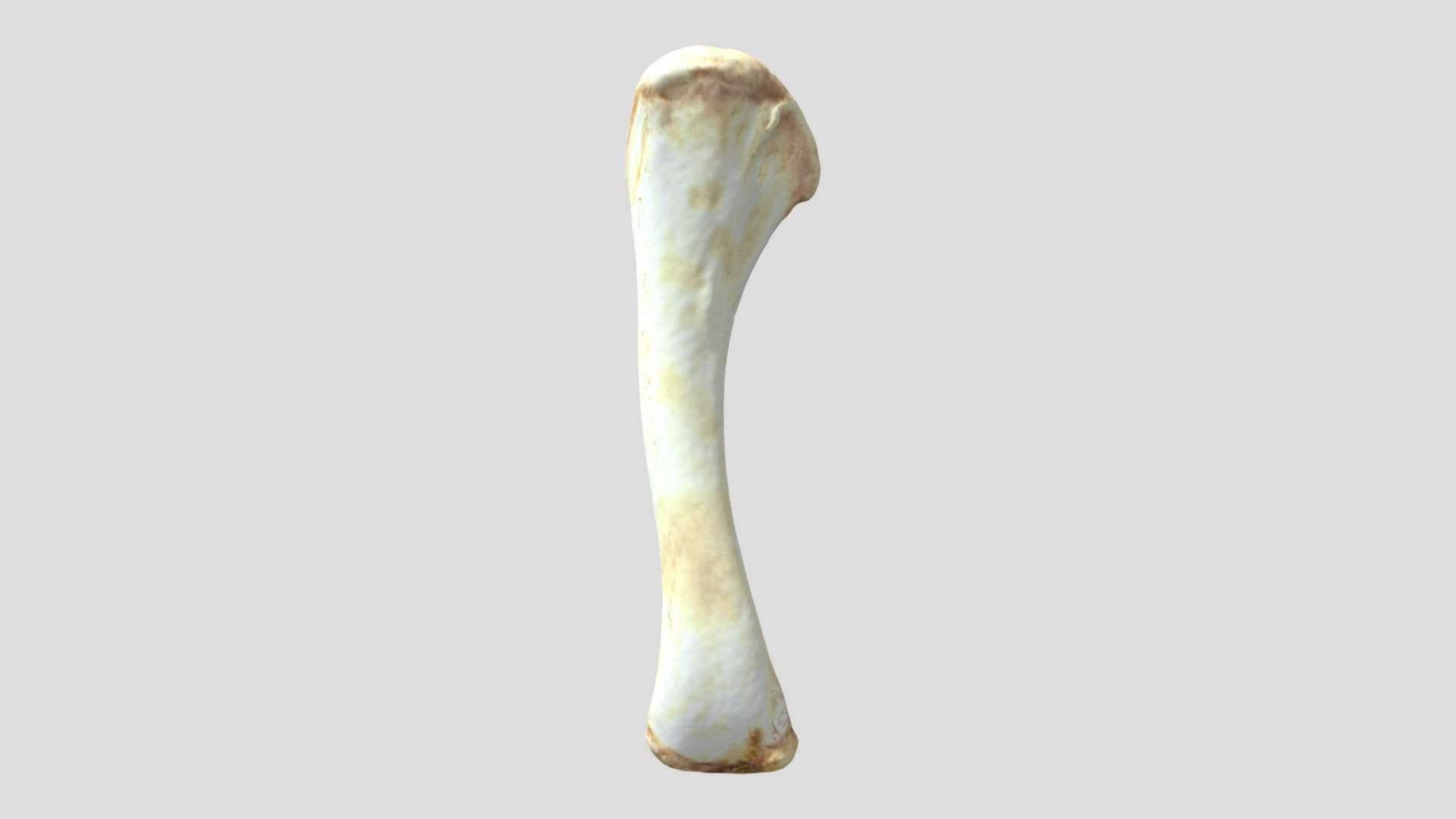 Turkey Humerus Right (VCU_3D_4069) - Download Free 3D model by Virtual ...