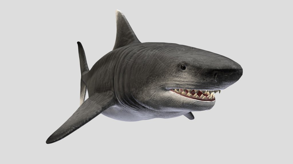 Sea Animals - A 3D model collection by FIELDFLY3R - Sketchfab