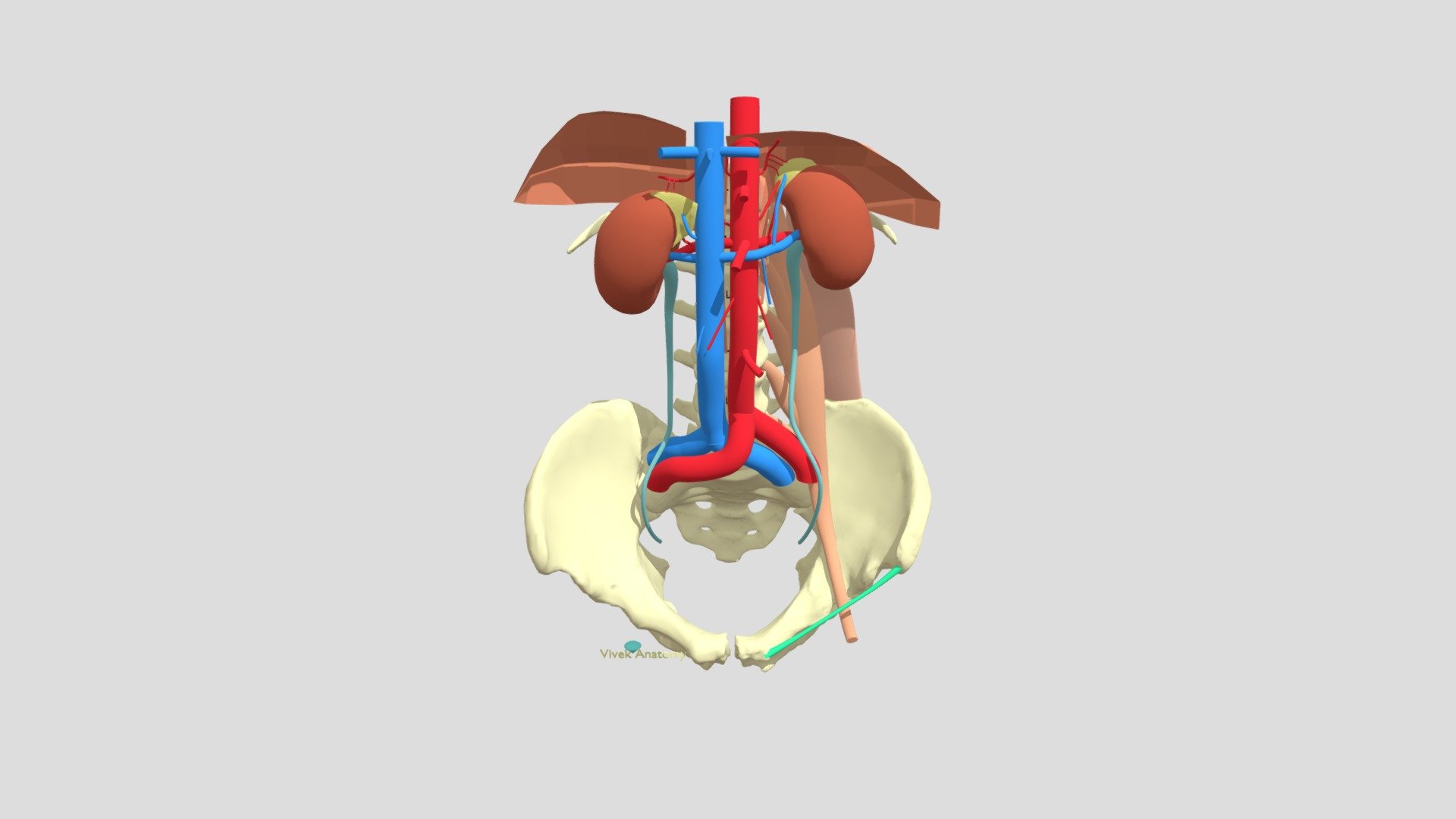Retroperitoneum 7: Kidneys and suprarenal glands - 3D model by ...