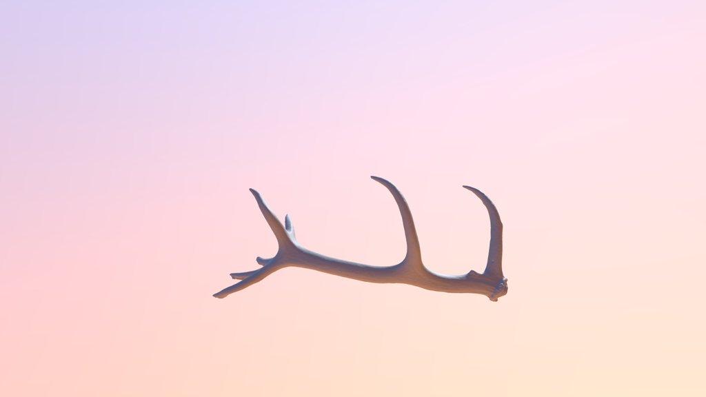 Antlers - A 3D model collection by peregrine.john - Sketchfab