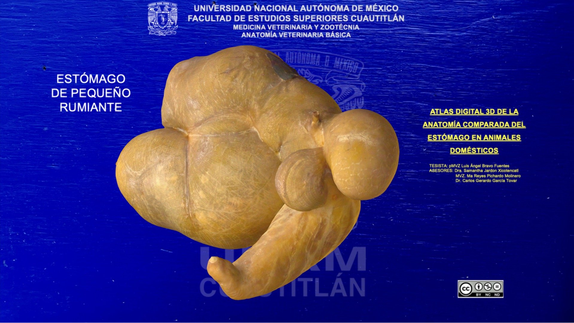 ESTÓMAGO PEQ. RUM - RETÍCULO - OMASO - 3D model by Anatomía Veterinaria ...