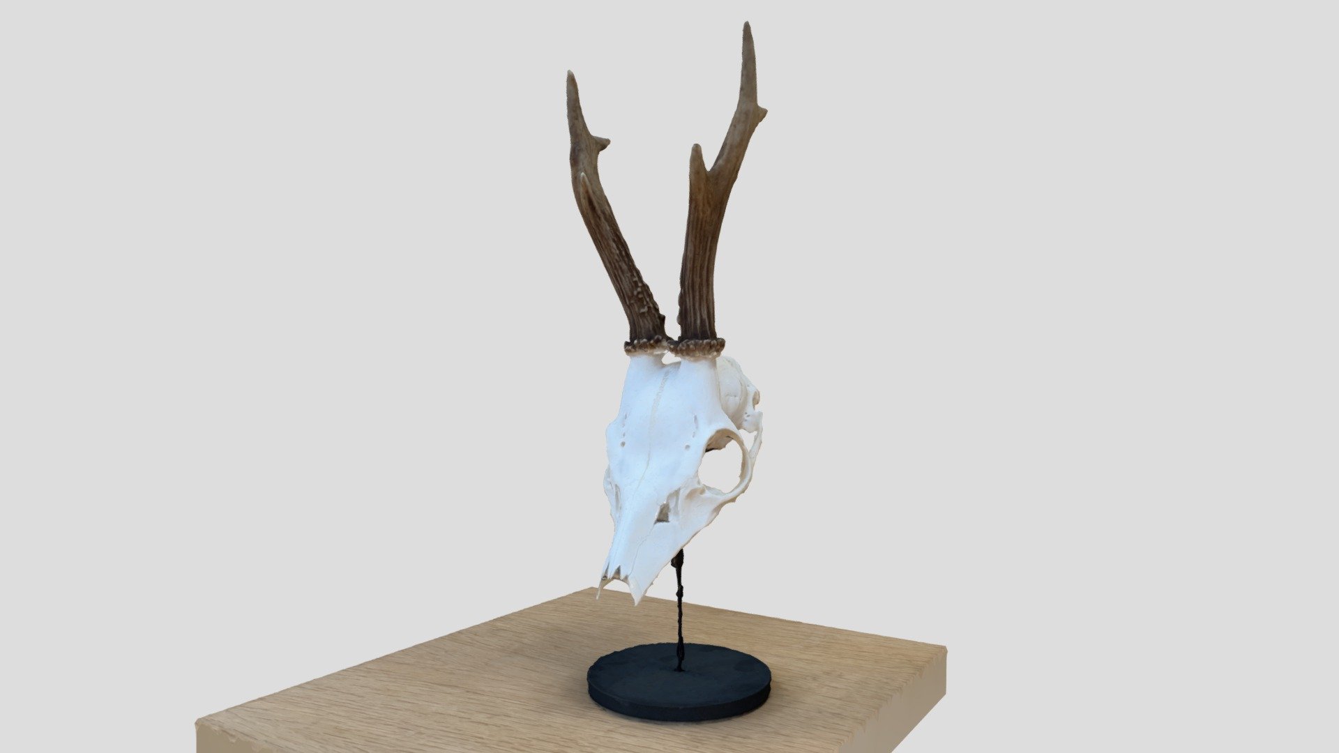 test scan of deer skull table mount - Download Free 3D model by Jakob ...