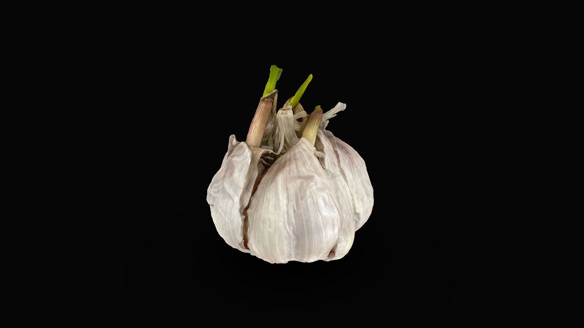 Head of Garlic - Photogrammetry - 3D model by Andrei Alexandrescu ...