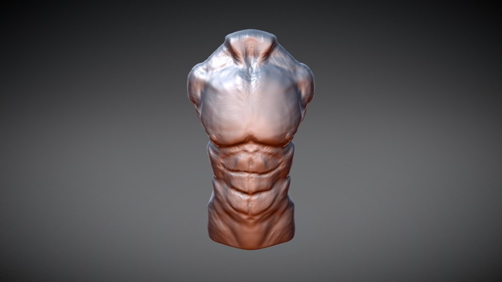 Male Torso - 3D model by christiangrady [4549614] - Sketchfab