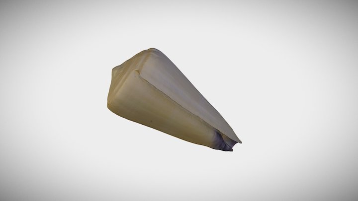 Cone-snail 3D models - Sketchfab