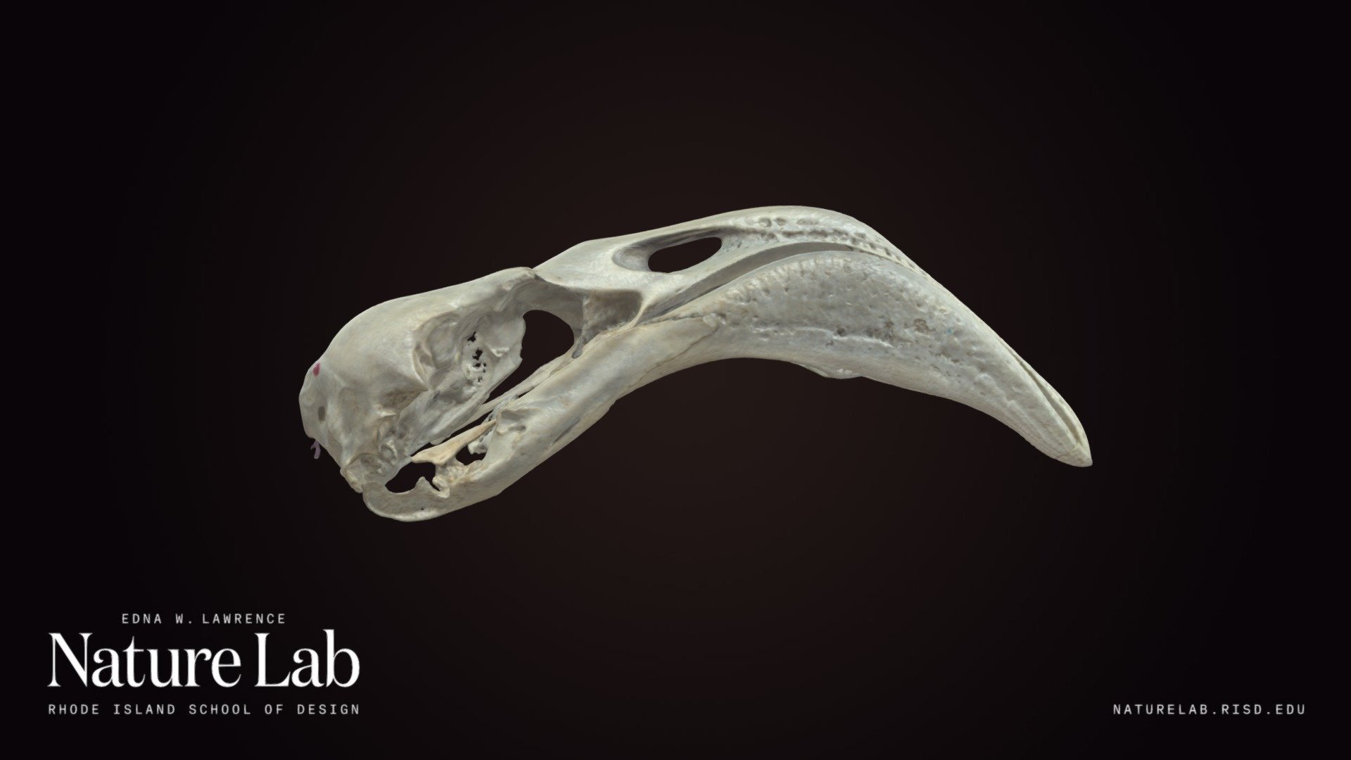 Flamingo Skull - Download Free 3D model by RISD Nature Lab ...