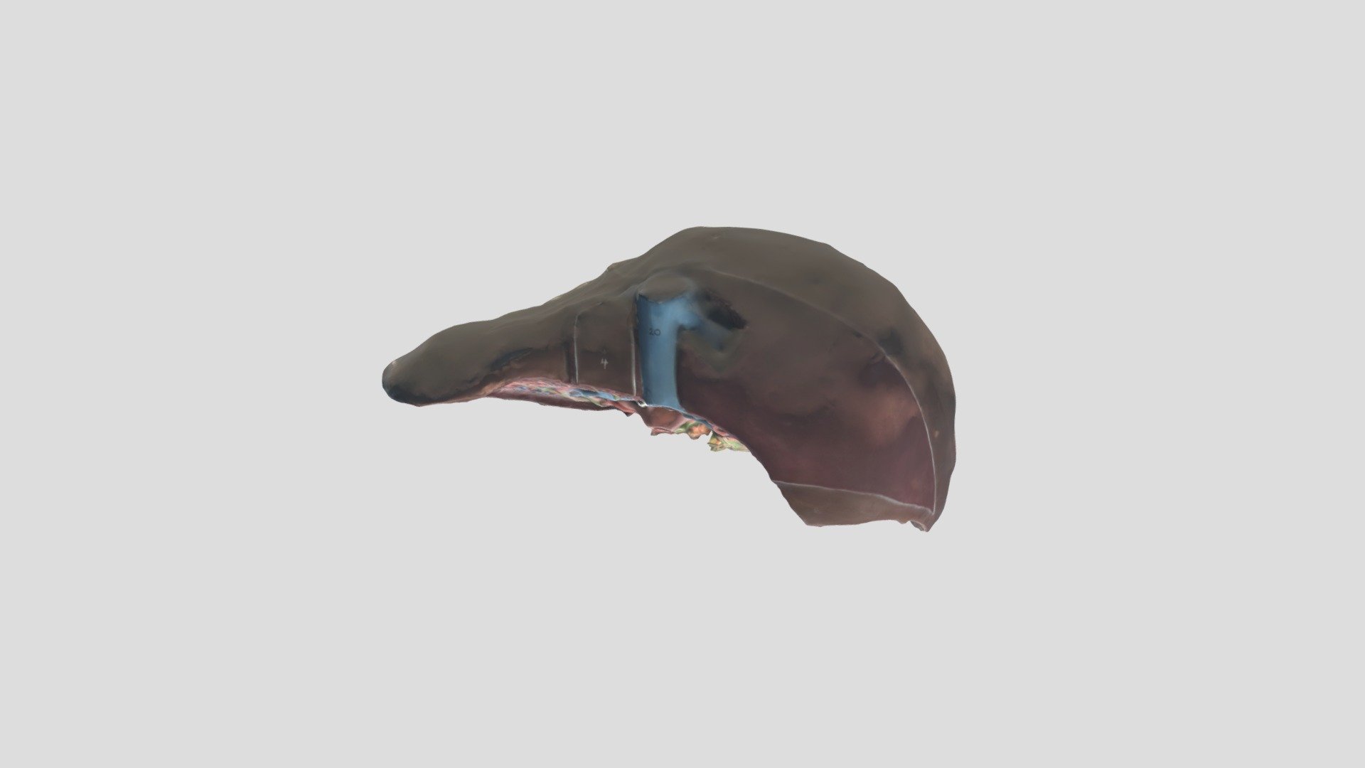 Liver Model - 3D model by am1146 [454f549] - Sketchfab